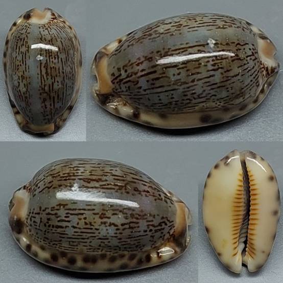 shellauction.net :: Mauritia arabica - 3949599