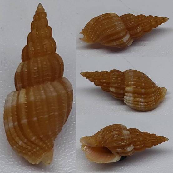 shellauction.net :: Phos roseatus - 3950013