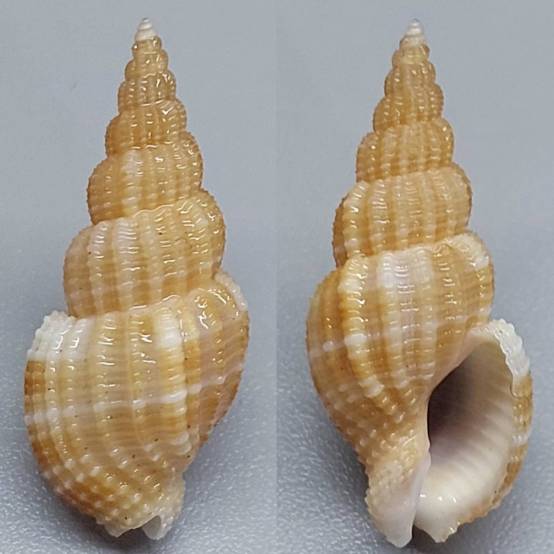 shellauction.net :: Phos varicosus - 3950022