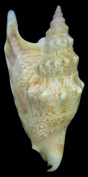 shellauction.net :: Euprotomus vomer vomer - 3951357