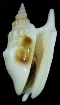 shellauction.net :: Euprotomus vomer vomer - 3951357