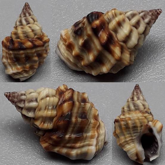 shellauction.net :: Nassarius sp. - 3951834