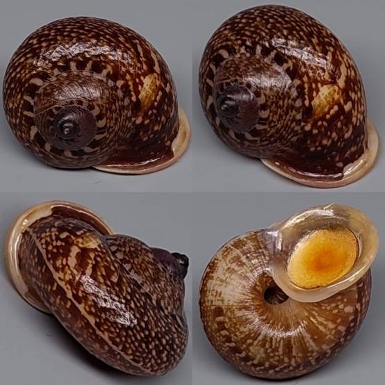 shellauction.net :: Cyclophorus sp. - 3952993