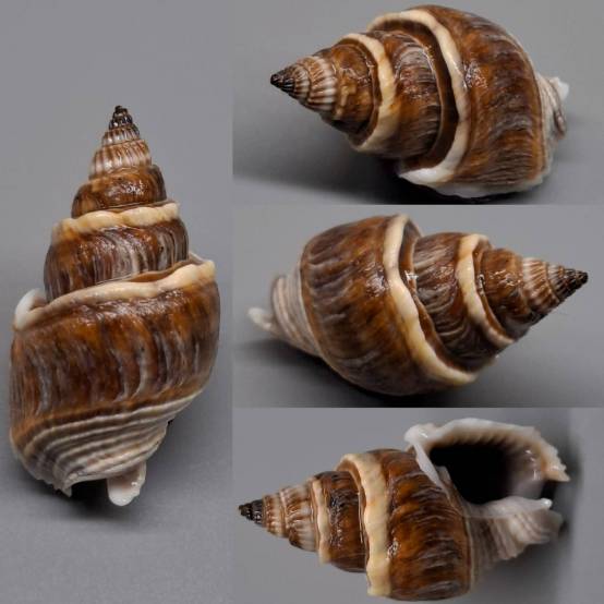 shellauction.net :: Nassarius sp. - 3953024