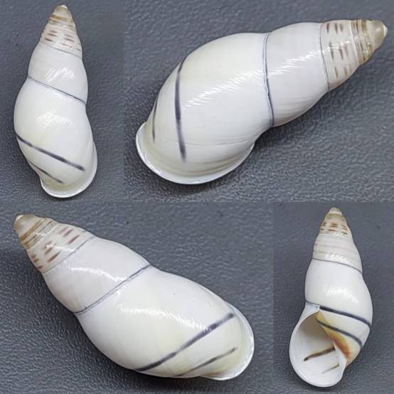 shellauction.net :: Amphidromus contrarius var. suspectus - 3953739