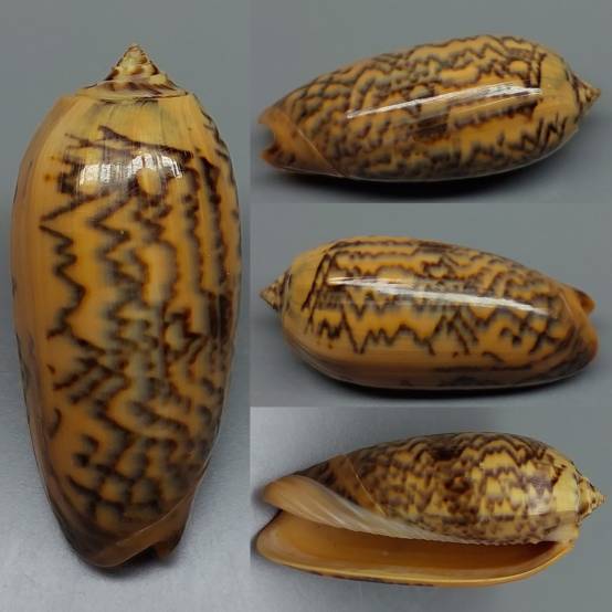 shellauction.net :: Oliva miniacea - 3954295
