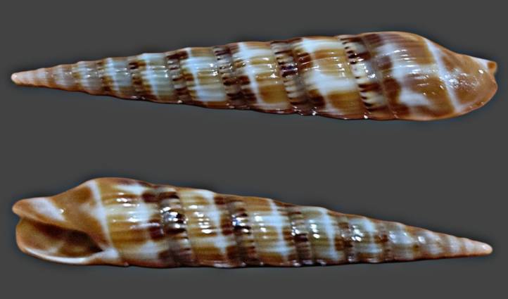 shellauction.net :: Terebra sp. - 3955583