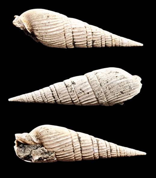 shellauction.net :: Terebra sp. - 3955646