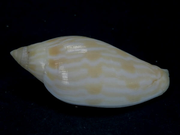 shellauction.net :: Amoria lineola - 3956576