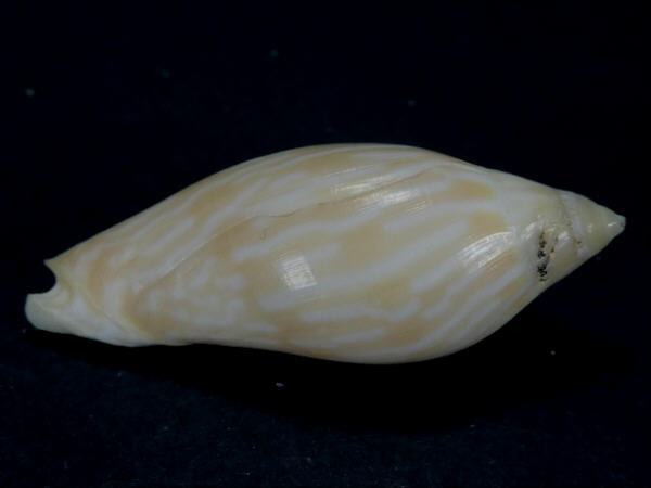 shellauction.net :: Amoria lineola - 3956576