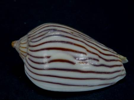 shellauction.net :: Amoria zebra - 3956592