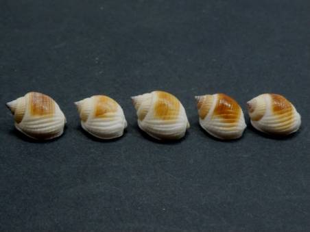 shellauction.net :: Nassarius species - 3956681