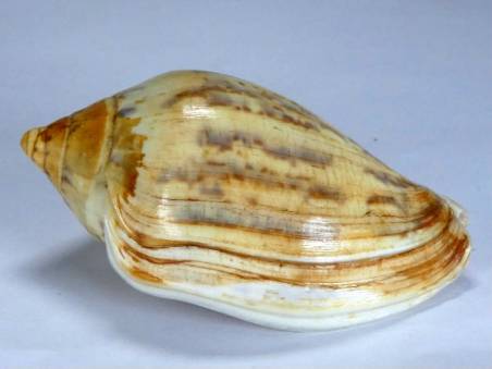shellauction.net :: Cymbiola flavicans - 3957364