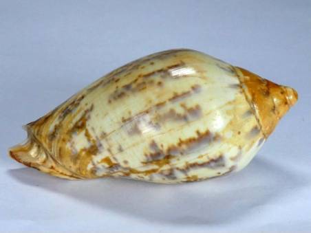 shellauction.net :: Cymbiola flavicans - 3957364