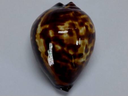 shellauction.net :: Cypraea decipiens - 3957748