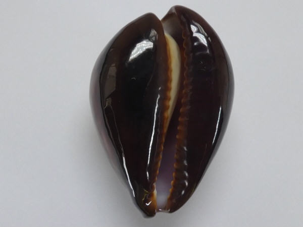 shellauction.net :: Cypraea decipiens - 3957748