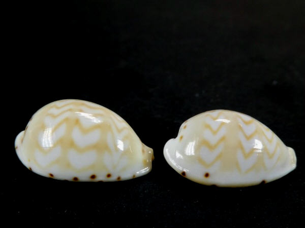 shellauction.net :: Cypraea ziczac vittata - 3957802
