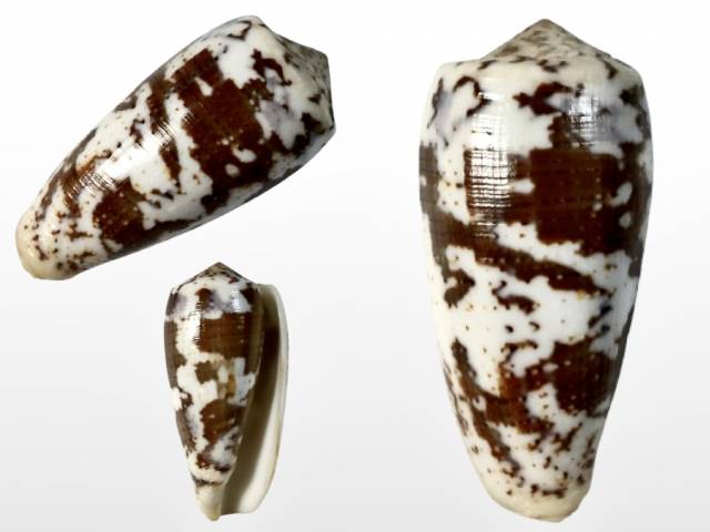 shellauction.net :: Conus magus - 3958105