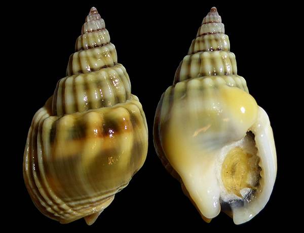 shellauction.net :: Nassarius persicus - 3958239