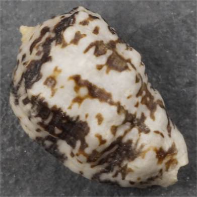 shellauction.net :: Morum purpureum - 3958961