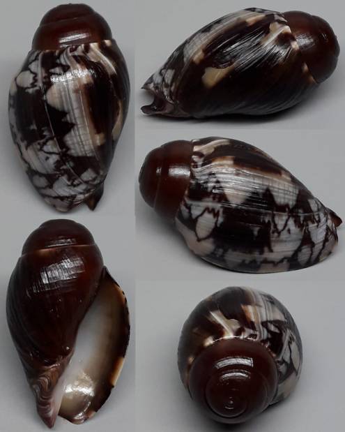 shellauction.net :: Cymbiola nobilis - 3959991