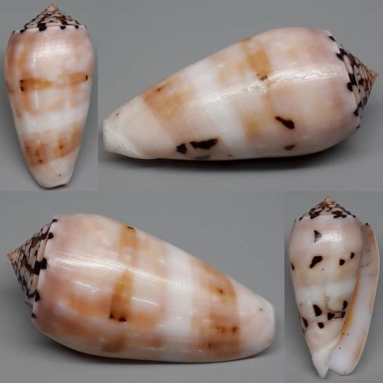 shellauction.net :: Conus floridus - 3960081