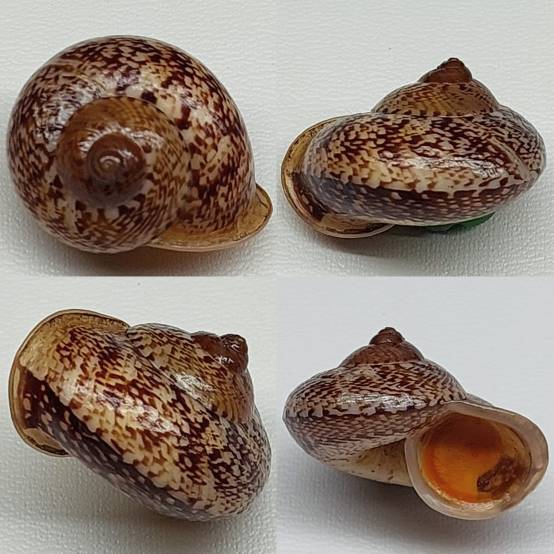 shellauction.net :: Cyclophorus perdix perdix - 3960312