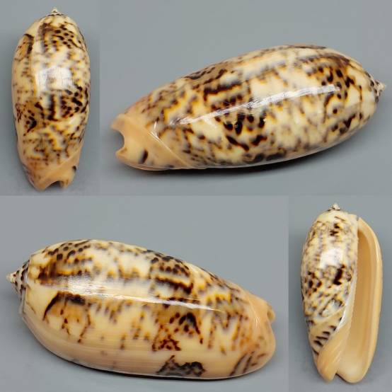 shellauction.net :: Oliva miniacea - 3960621