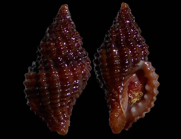 shellauction.net :: Muricopsis fusiformis fusiformis - 3960680