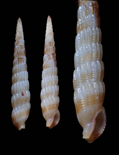 shellauction.net :: Terebra sp. - 3961207