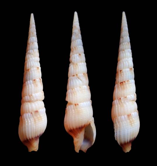 shellauction.net :: Terebra sp. - 3961211