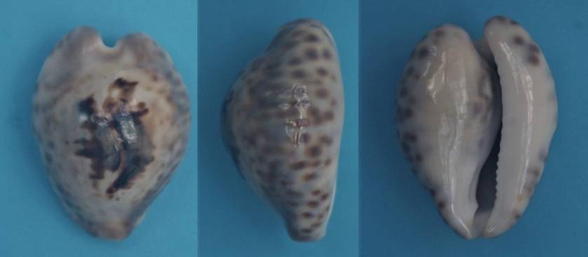 shellauction.net :: Cypraea teuleri - 3961228