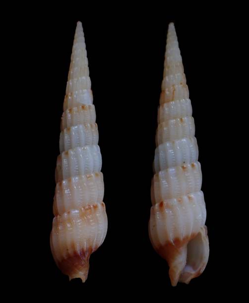 shellauction.net :: Terebra sp. - 3961321