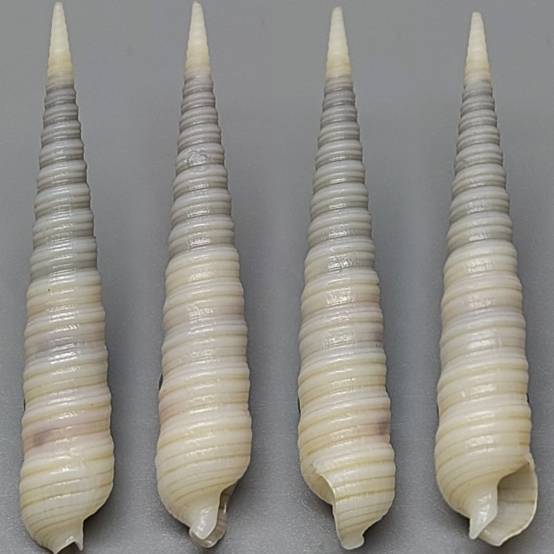 shellauction.net :: Terebra sp. - 3961506
