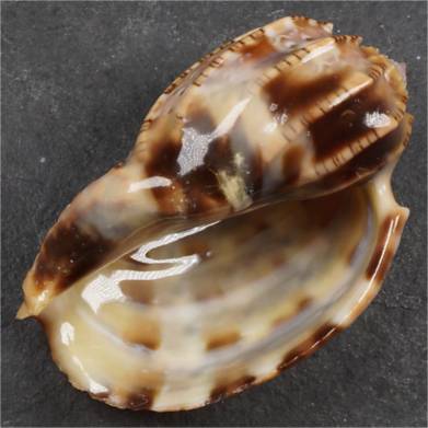 shellauction.net :: Harpa harpa - 3961511