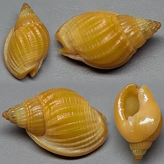 shellauction.net :: Nassarius sp. - 3961721
