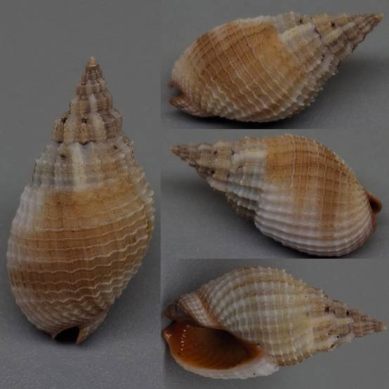 shellauction.net :: Nassarius sp. - 3962090