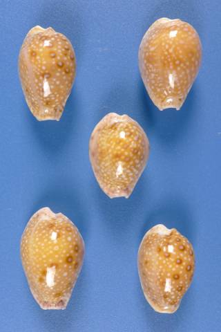 shellauction.net :: Erosaria marginalis melocellata - 3962103