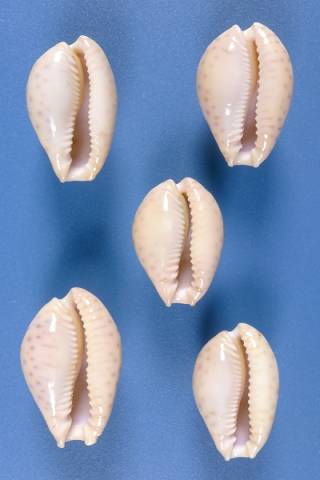 shellauction.net :: Erosaria marginalis melocellata - 3962103