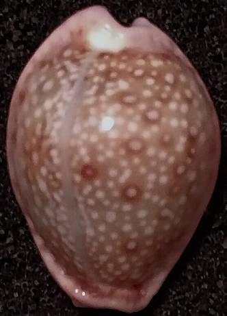shellauction.net :: Cypraea marginalis - 3962340