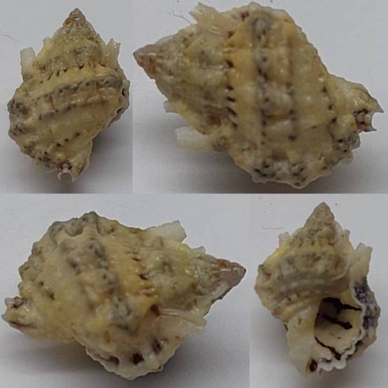 shellauction.net :: Bursa tuberosissima - 3962369