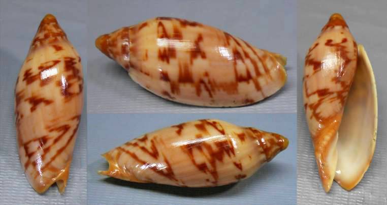 shellauction.net :: Cymbiola laminusa sp - 3962678