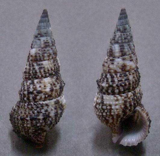 shellauction.net :: Cerithium splendens - 3962791