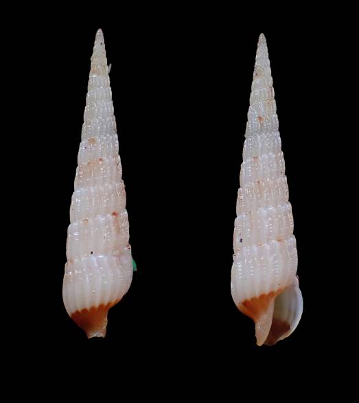 shellauction.net :: Terebra sp. - 3963082