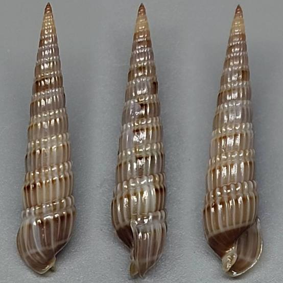 shellauction.net :: Terebra sp. - 3963157