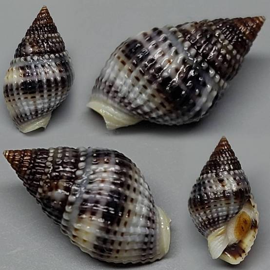 shellauction.net :: Nassarius sp. - 3963245