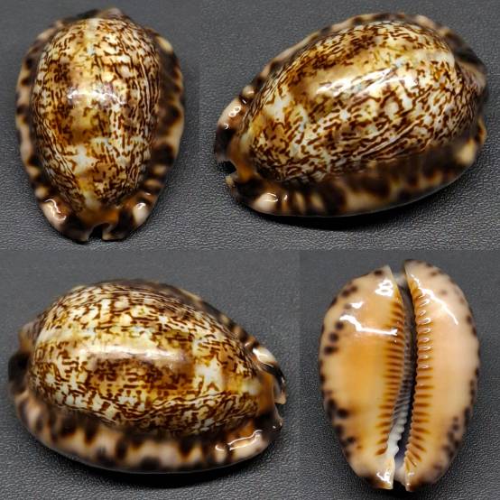 shellauction.net :: Mauritia arabica - 3963568