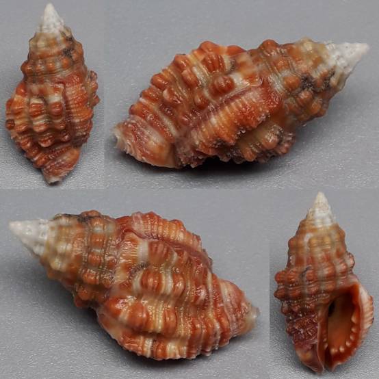 shellauction.net :: Drupella fragum - 3964035