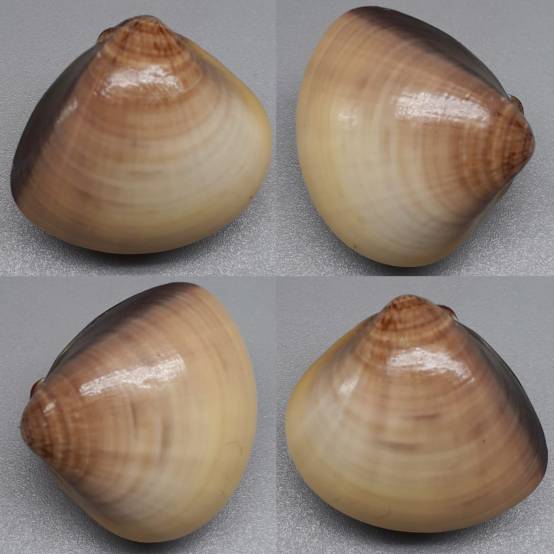 shellauction.net :: Meretrix sp. - 3964886
