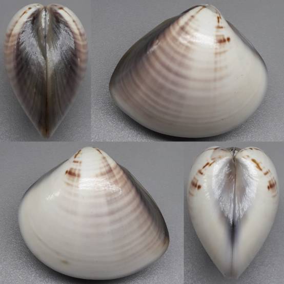 shellauction.net :: Meretrix sp. - 3964887